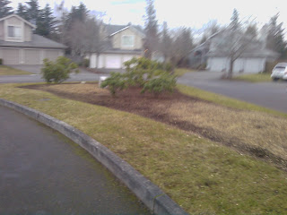 Barers of Maple Valley: Ice Storm Damage Remains