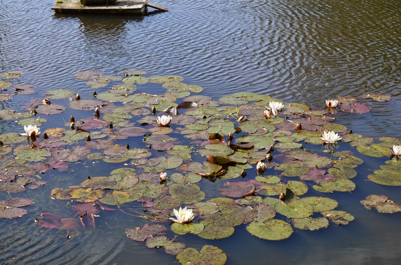 Bonderosen: Åkander