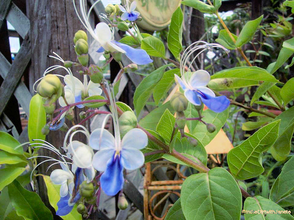 IntheDirtwithJanete: The Beautiful Blue Butterfly Shrub