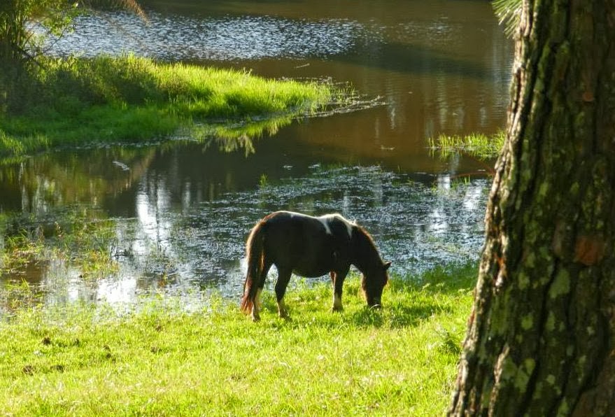 Sítio Panamar - Turismo Rural e Café Colonial - Pelotas,RS: Visite o ...