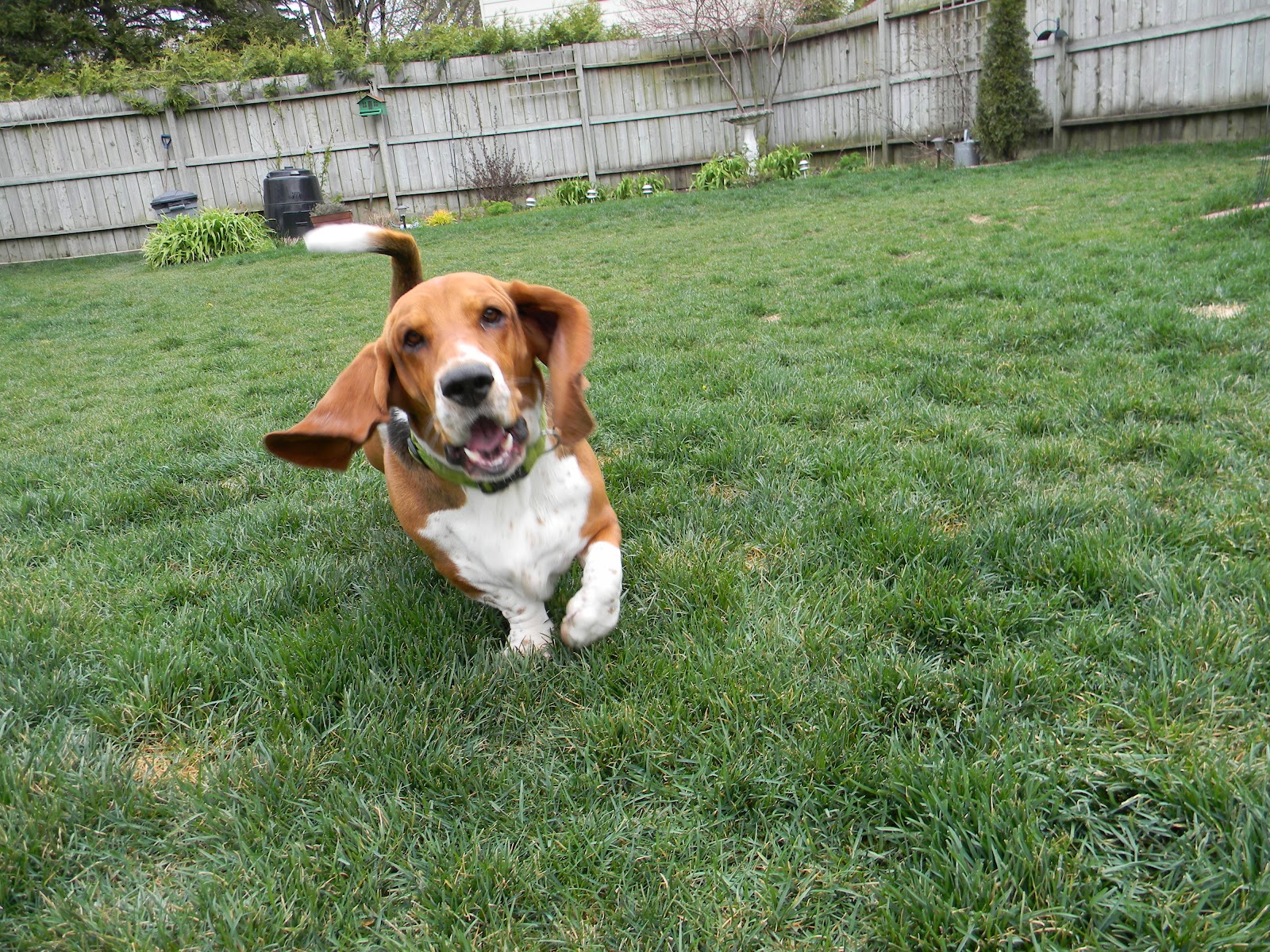 Basset Momma: Rainy Day Random Pics