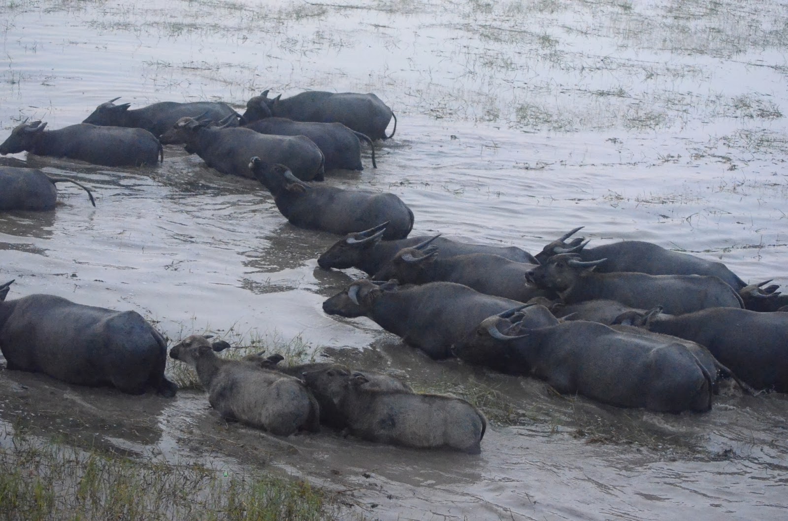 HIMAPETRI : 'Kerbau Rawa Pampangan' Khas Sumatera Selatan