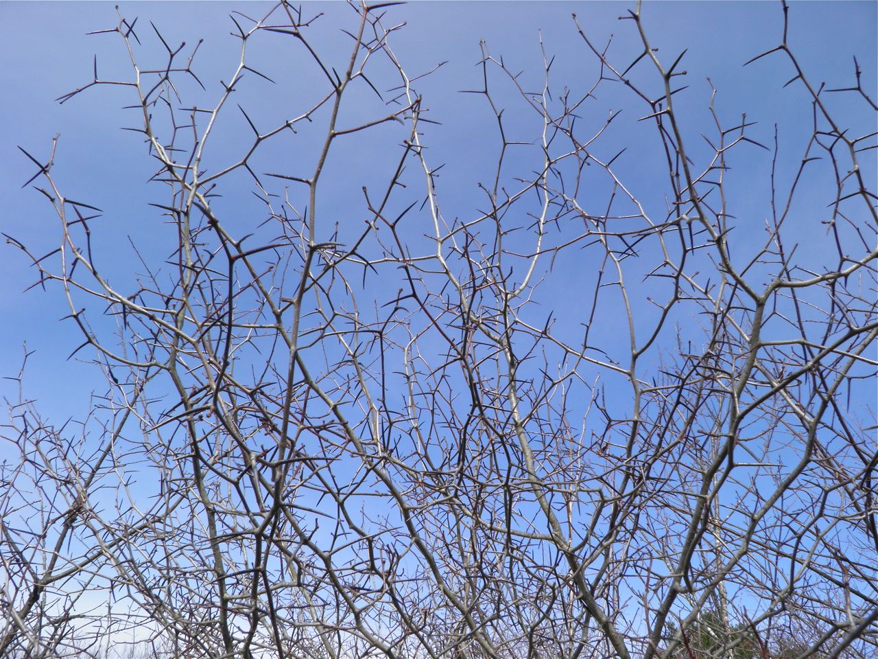 Docaitta Lifestyle: Foraging 35: Pear Hawthorn, and some Uses