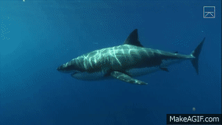 BIENVENUE SUR UNIVERS: LE REQUIN FORMIDABLE PREDATEUR
