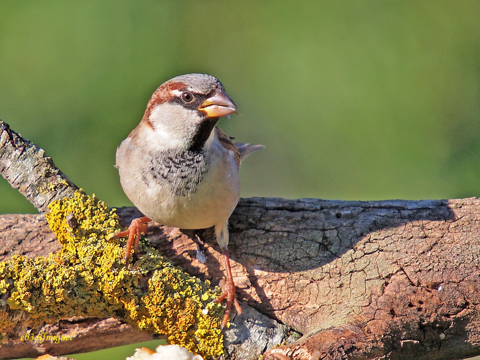 Miguel fotografia: Gorrión común (Passer domesticus)