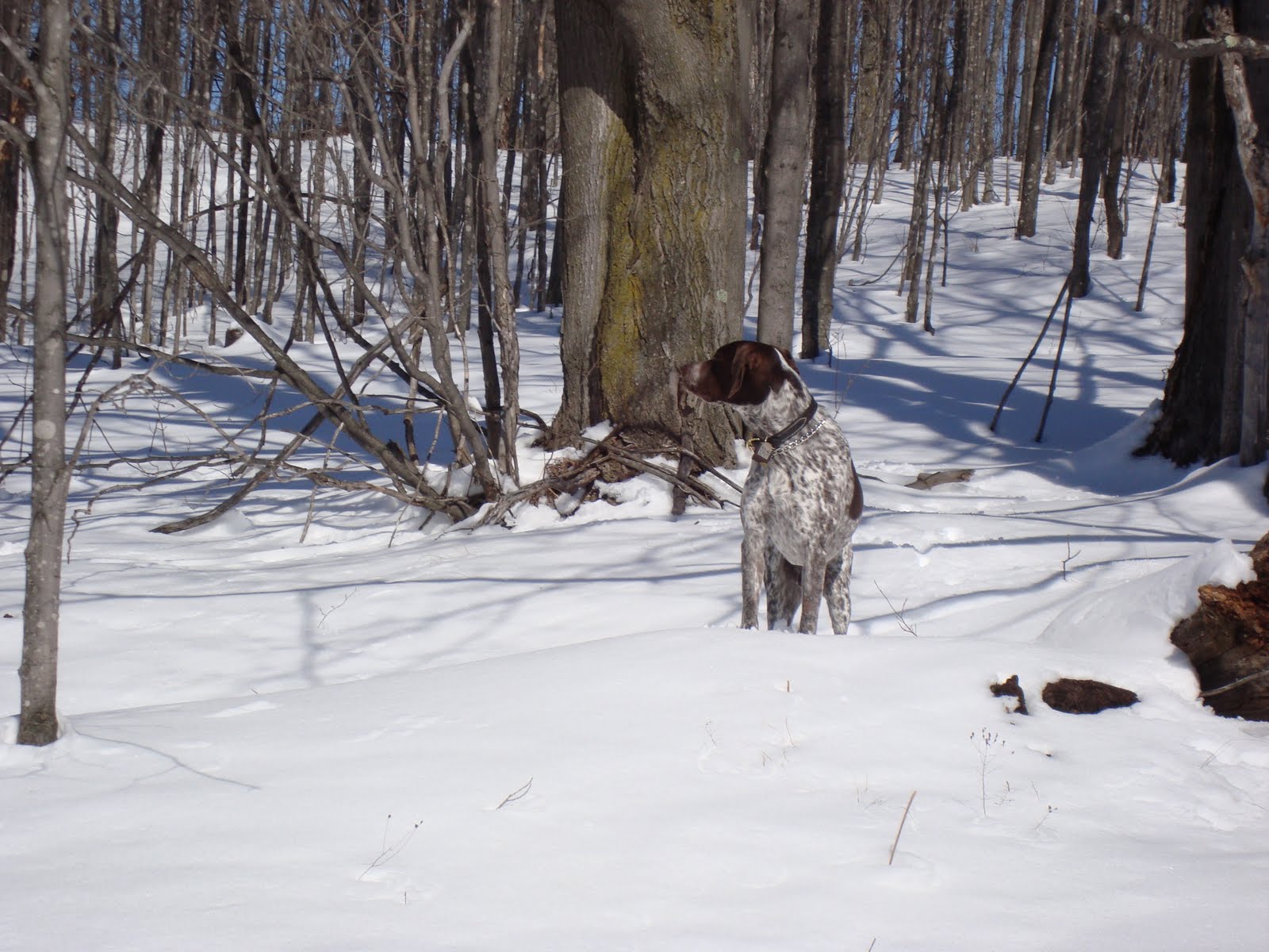 Bruno Boris Badenoff, GSP Extraordinaire