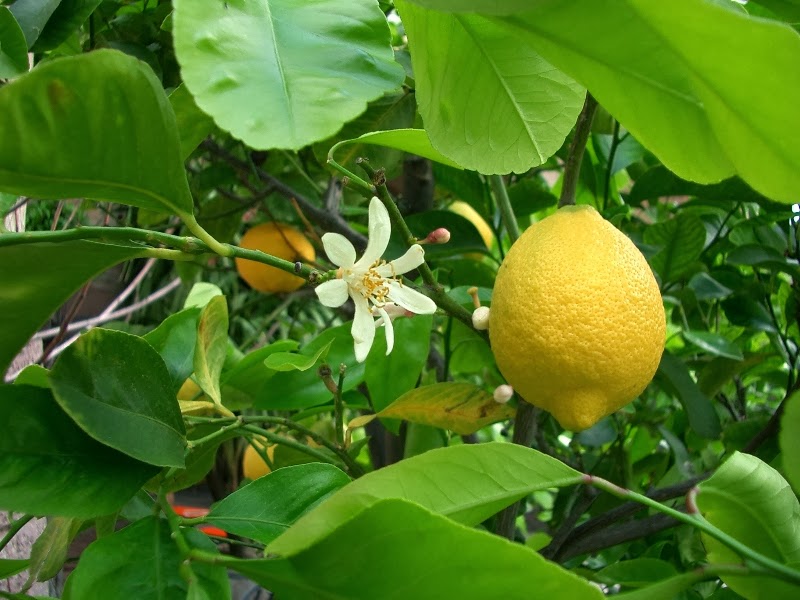 Περγαμότο / Citrus bergamia | ΒΟΤΑΝΟΘΕΡΑΠΕΙΑ . ΘΕΡΑΠΕΥΤΙΚΑ ΦΥΤΑ ΚΑΙ ΒΟΤΑΝΑ