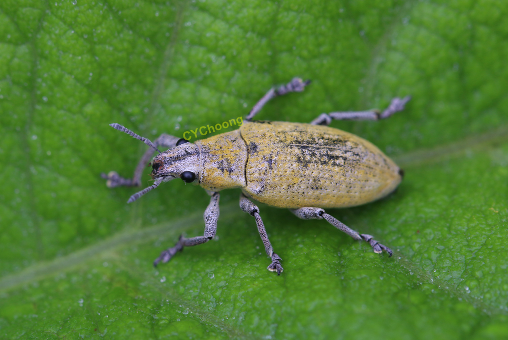 Odonata of Peninsular Malaysia: Gold Dust Weevil