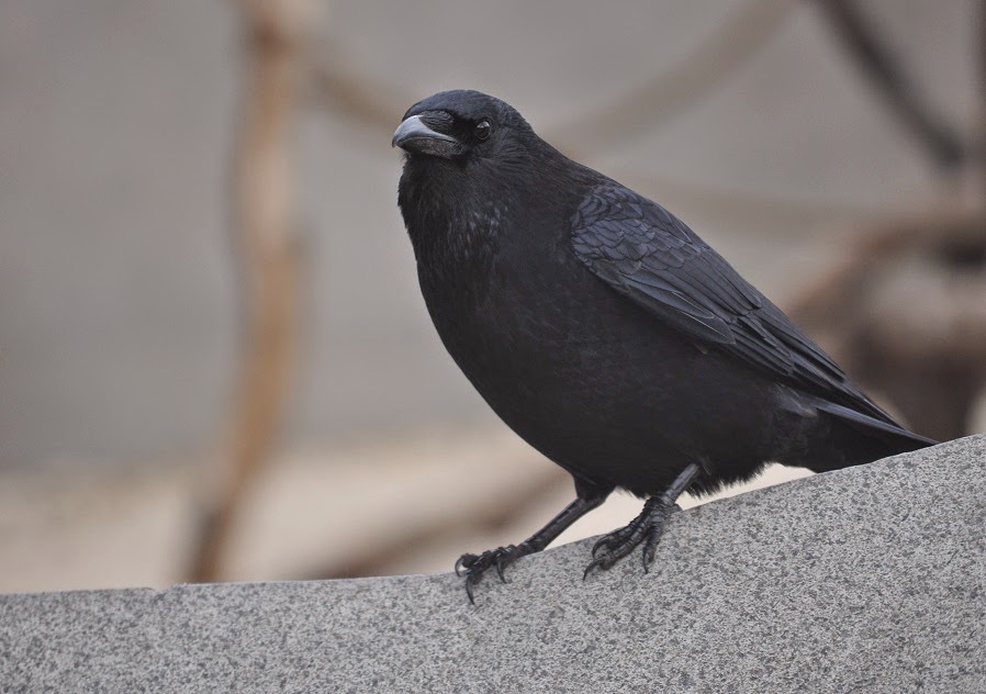 ZOOTOGRAFIANDO (6.096 ANIMALS): CORNEJA NEGRA / CARRION CROW (Corvus ...