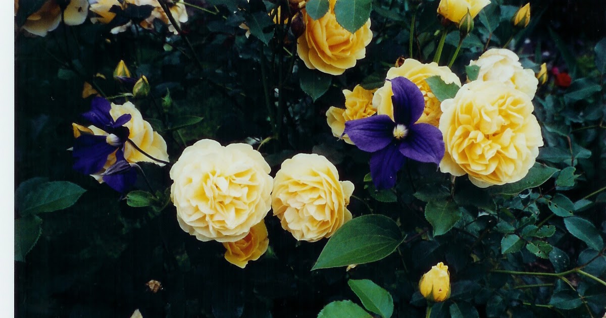 Rose Gardening World: GRAHAM THOMAS – MY FAVORITE ROSE