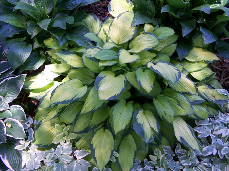 Ghetto Gardens: Hosta identification