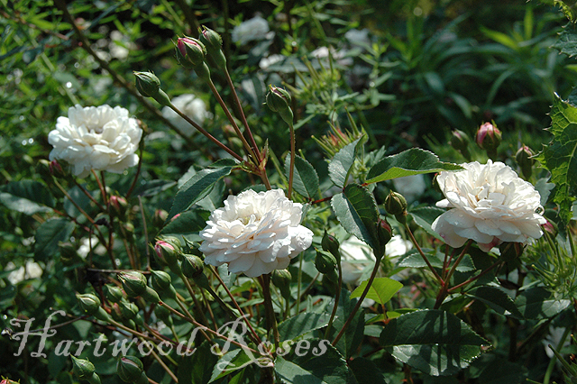Hartwood Roses: White Roses on Wednesday