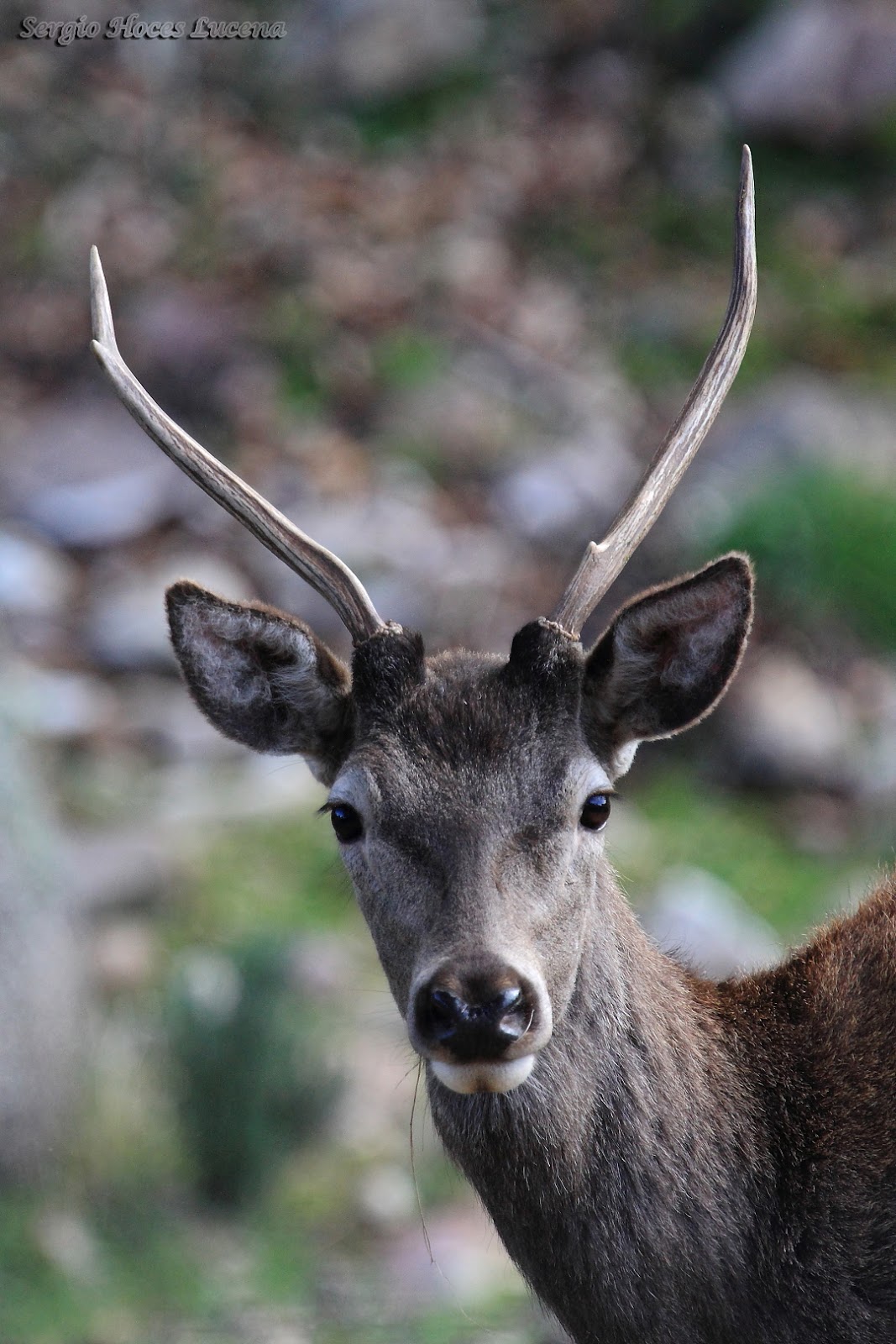 Viajes, Salidas, Naturaleza, (Fotografía).: Ciervo Ibérico (Cervus ...
