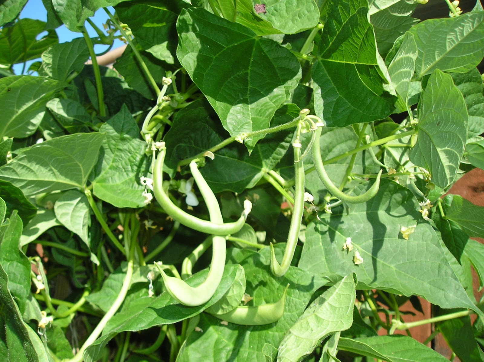 Our First Backyard Garden