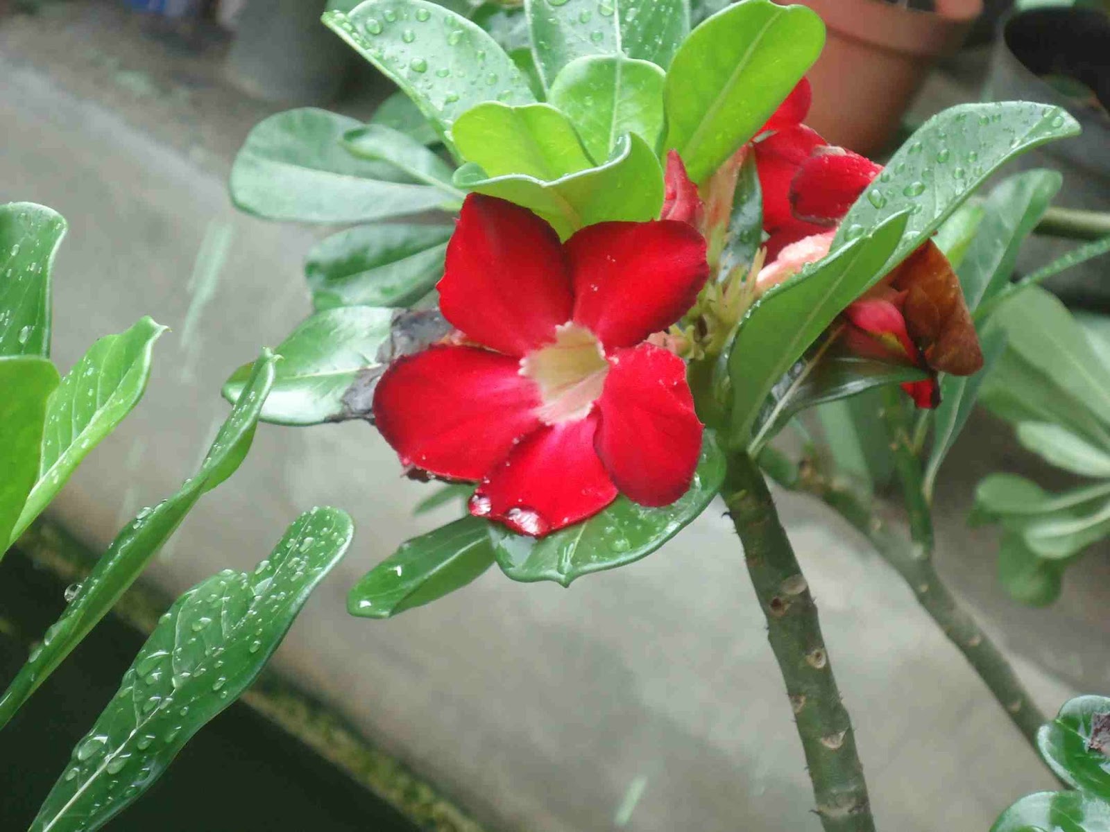 WALLPAPER BUNGA ADENIUM MERAH ROMANTIS - Rumah Daun Muda