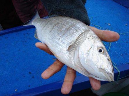 Lebanese Aquaculture: Lebanon Famous Marine Fish - Mormyrus