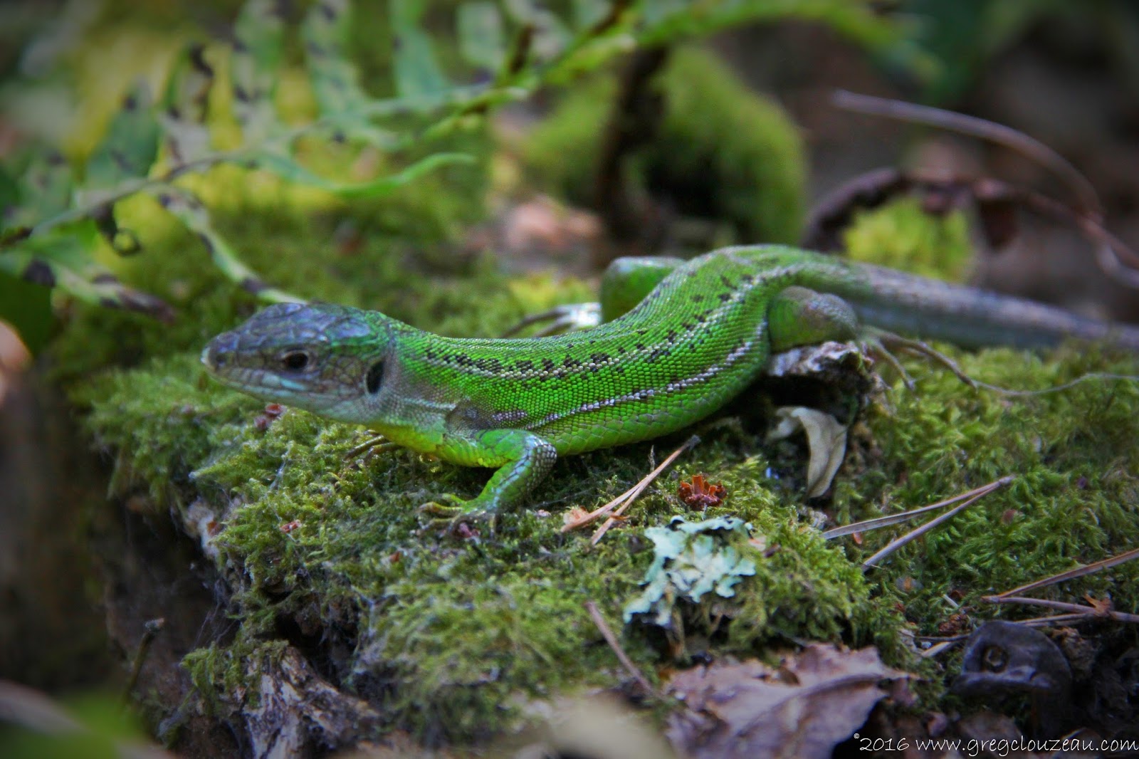 Le lézard vert juvenile à Fontainebleau ~ FontaineBleau Passion