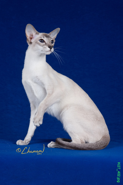 Colorpoint Shorthair Cat Photos