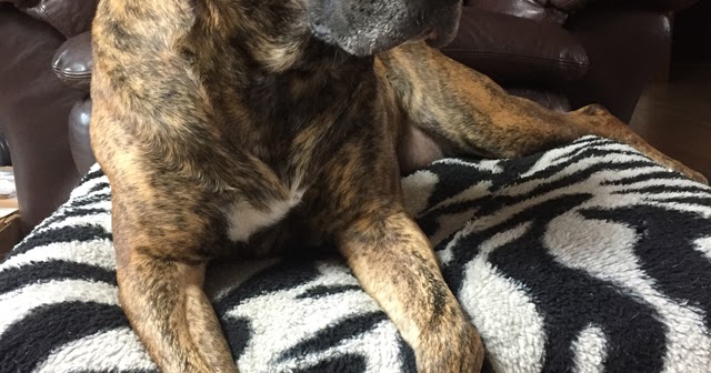 Raising a Dog in Korea | Big Dog's Adventure in Daegu | Festival Korea