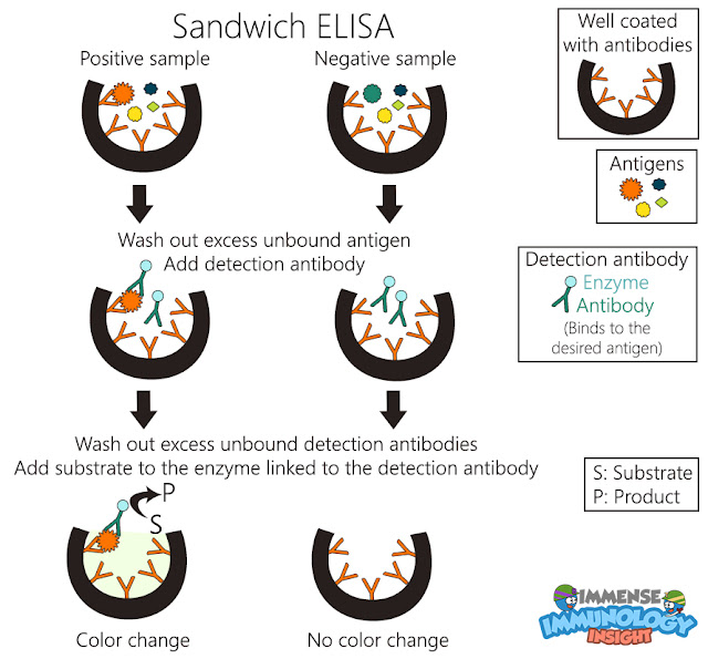 Immense Immunology Insight: Sandwich ELISA