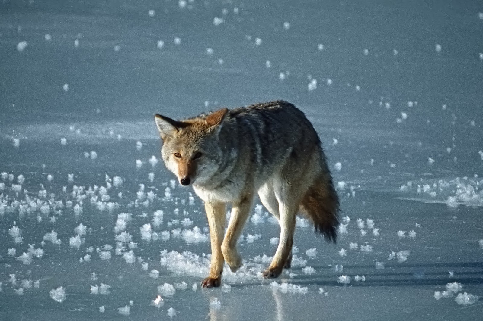 The Azure Gate: Winter Wildlife: Coyote