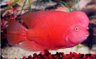Jenis Jenis Ikan Louhan alias Flowerhorn