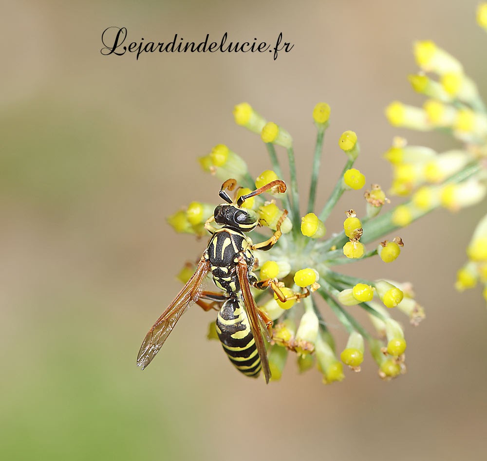 Des guêpes oui, mais aux modes de vie bien différents!
