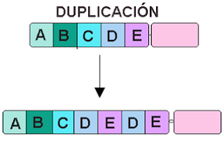 BIOLOGO (plebe chacaloso).: UNIDAD # 5
