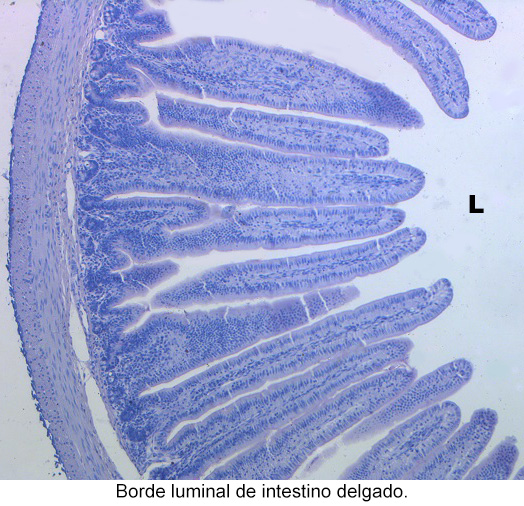 Manual interactivo de tejido epitelial: EPITELIO SIMPLE COLUMNAR CON ...