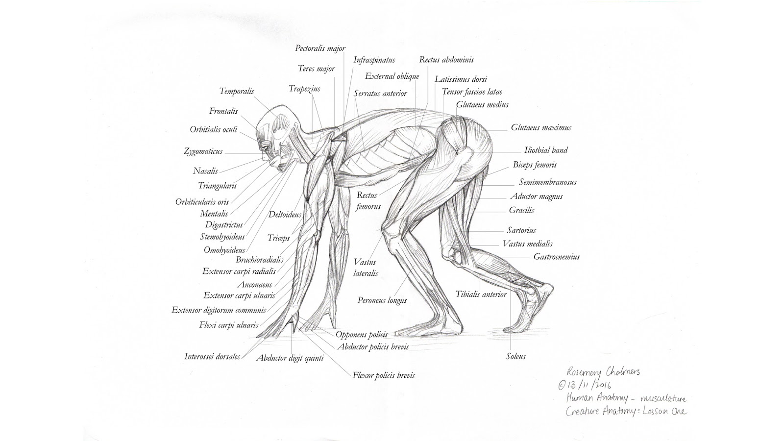 Rosemary Chalmers — concept art and illustration: Creature Anatomy with ...