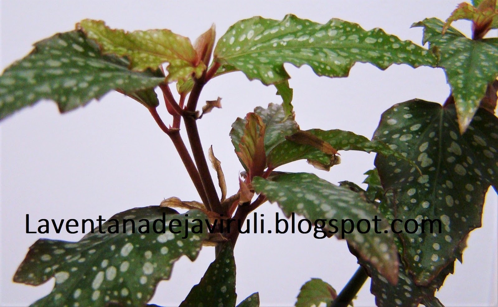 LA VENTANA DE JAVIRULI: PLANTAS DE INTERIOR (85): BEGONIA MEDORA ...