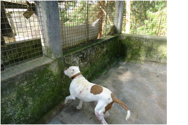 Dogs in Brazil: Pitbulls to Donate here