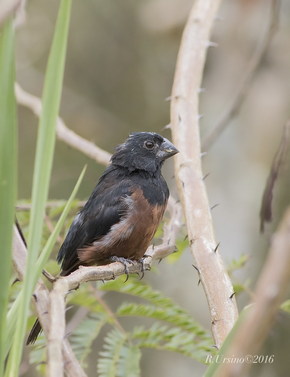 Descubriendo Aves: Oryzoborus angolensis