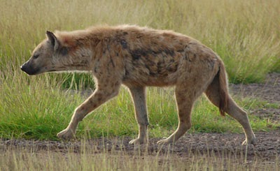 Synapsida: Fast-Running Hyenas of Tibet