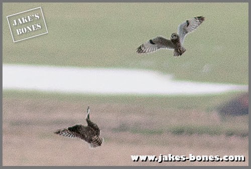 The amazing owl fight in photos : Jake's Bones