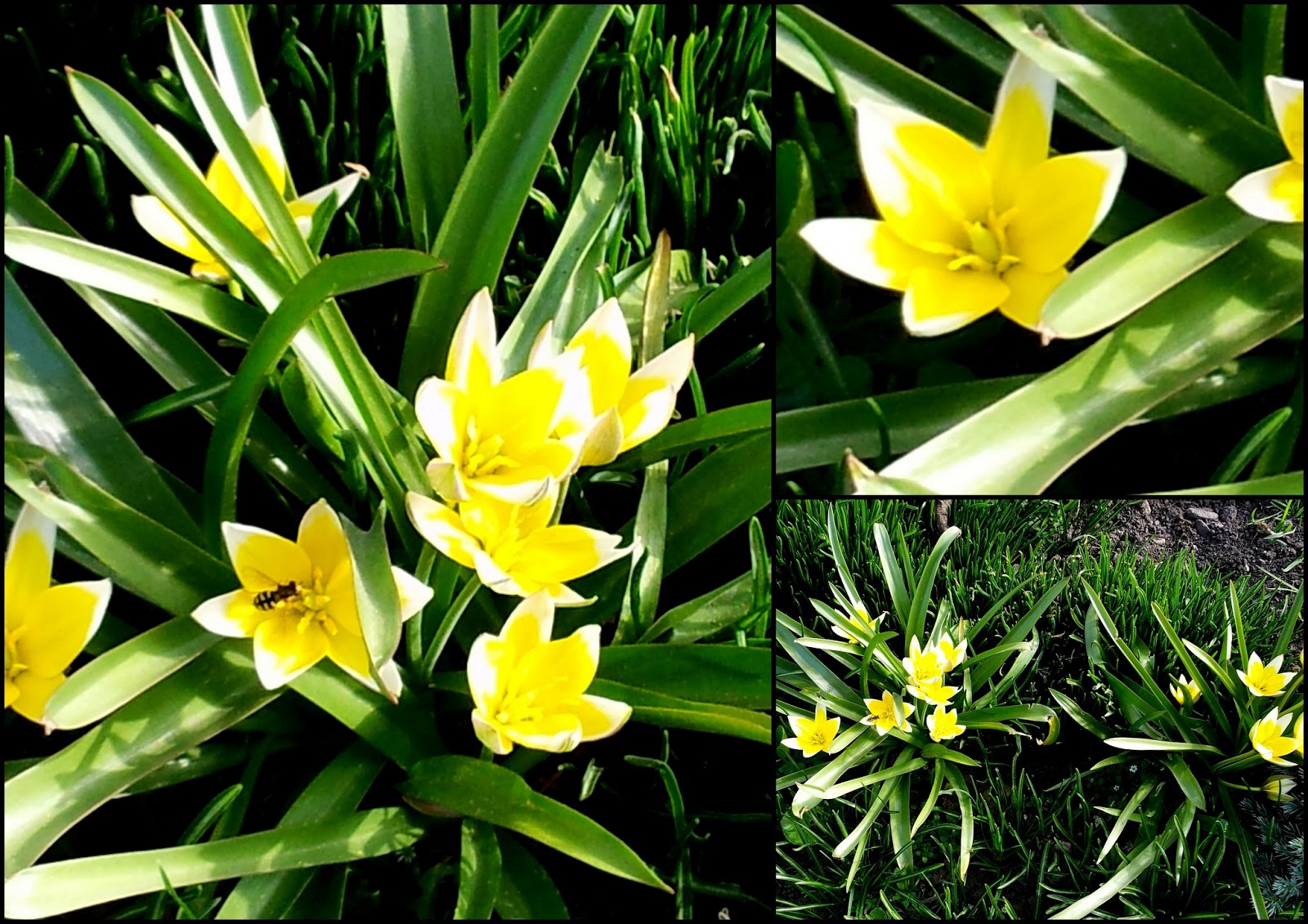 Lalele, lalele... 2013