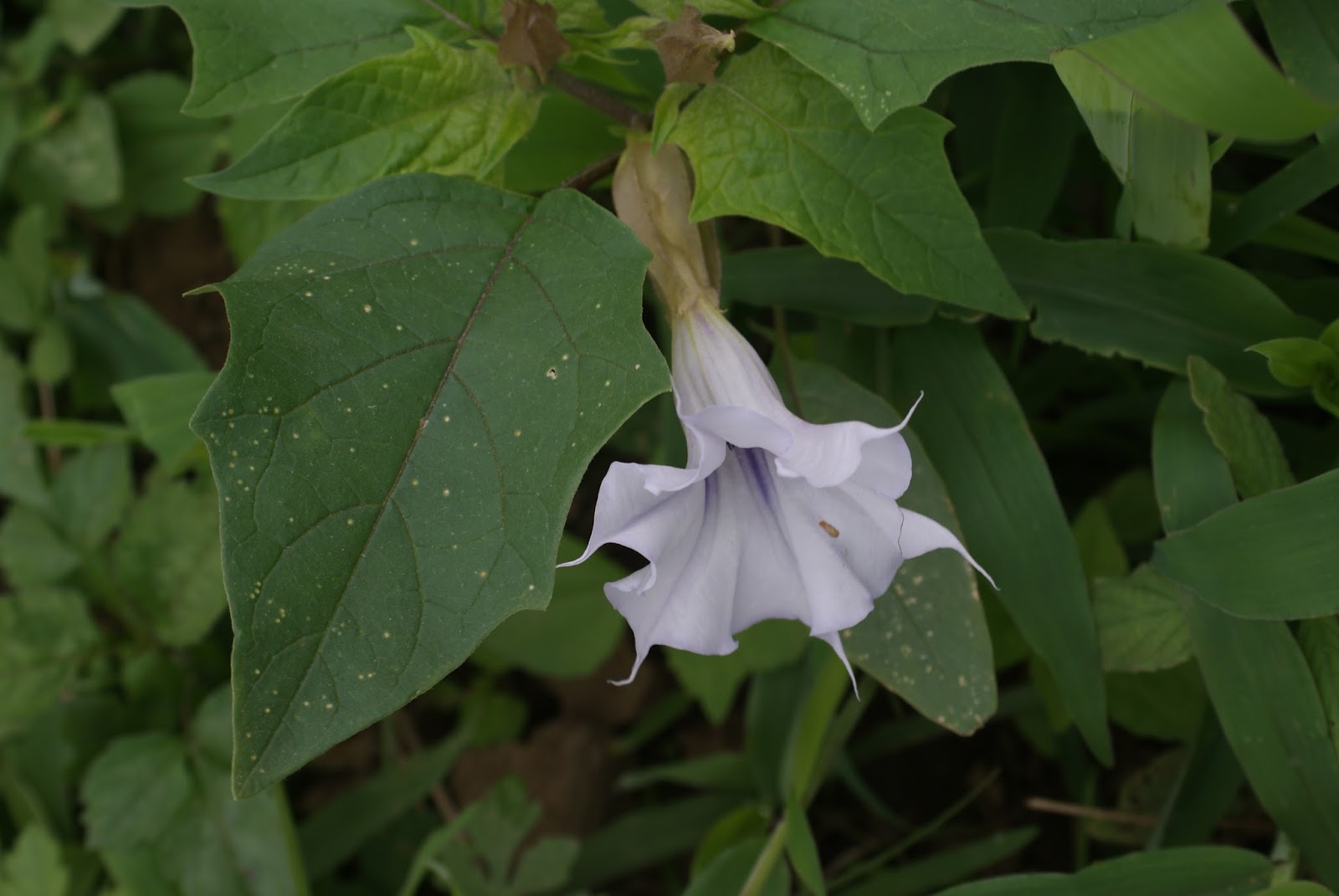 ERIC FRANK RODRIGUEZ RODRIGUEZ: Inventario Florístico del Complejo ...