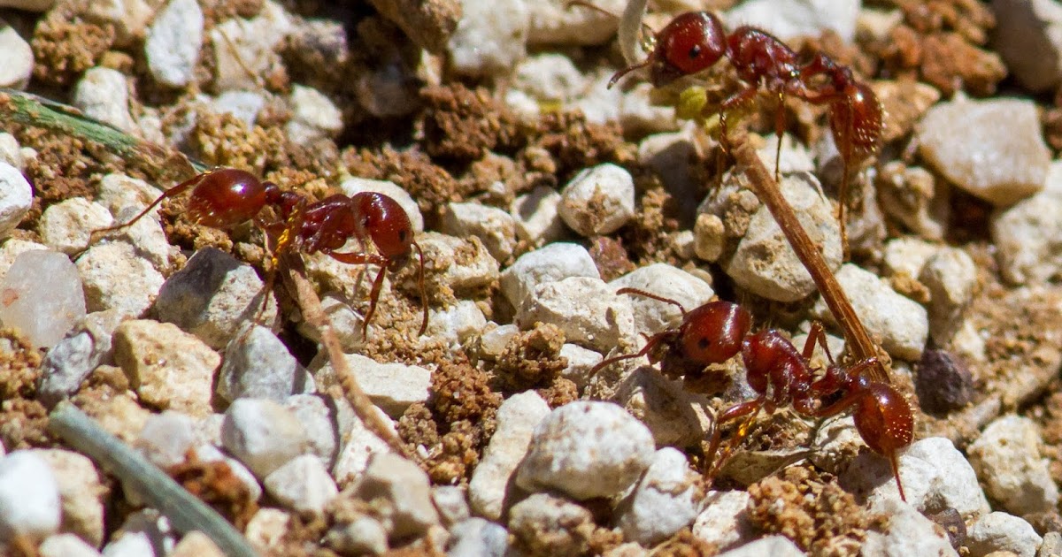 Friends of Hagerman National Wildlife Refuge: Red Harvester Ants