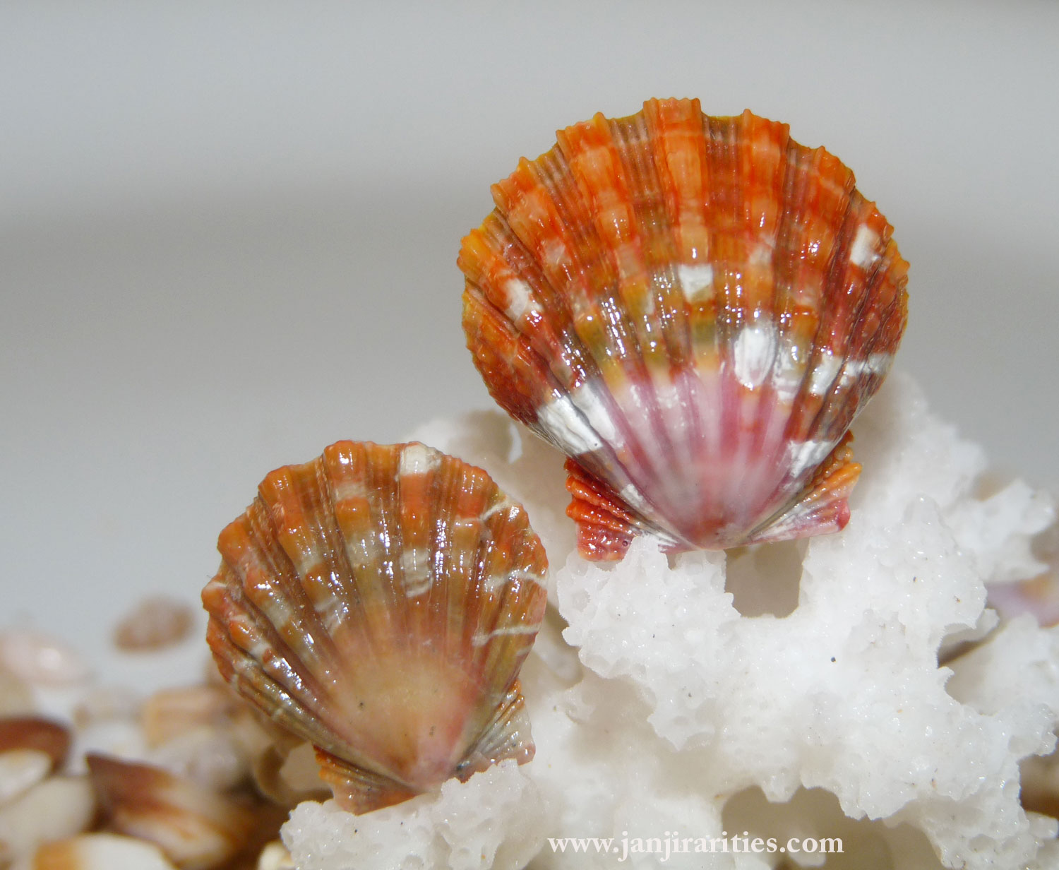 Kahelelani & Sunrise shell jewelry by.... Janjira: Hawaiian Sunrise ...