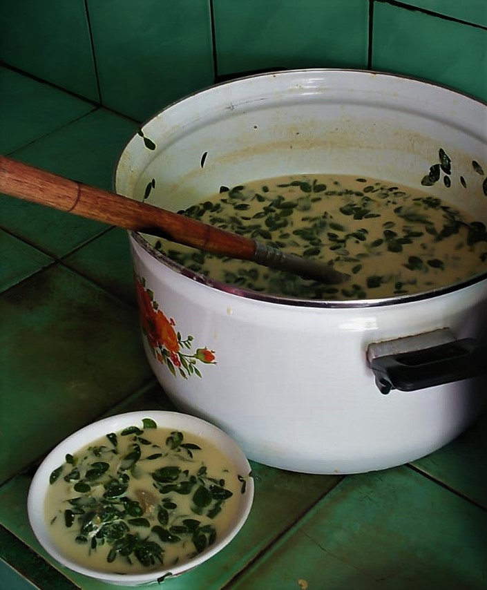 Sayur Kelor Khas Tanah Kaili - Catatan Perjalanan Talif