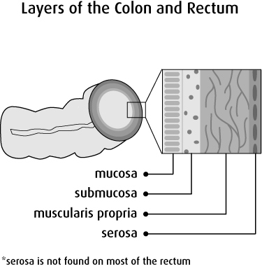 MAKARANDA CENTRE: Flora bacteriana muconutritiva