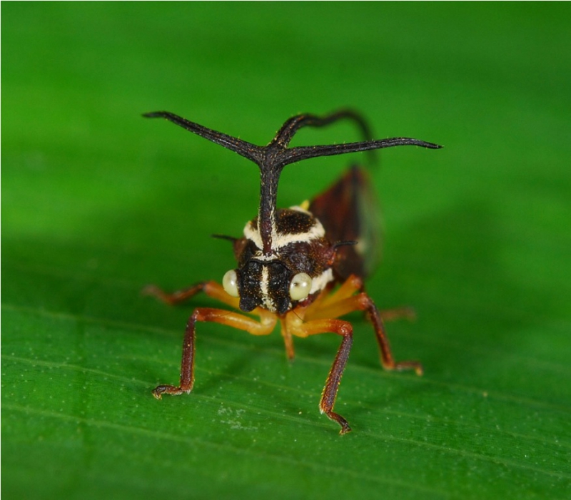 pixpeedia: The ugliest insects in the world