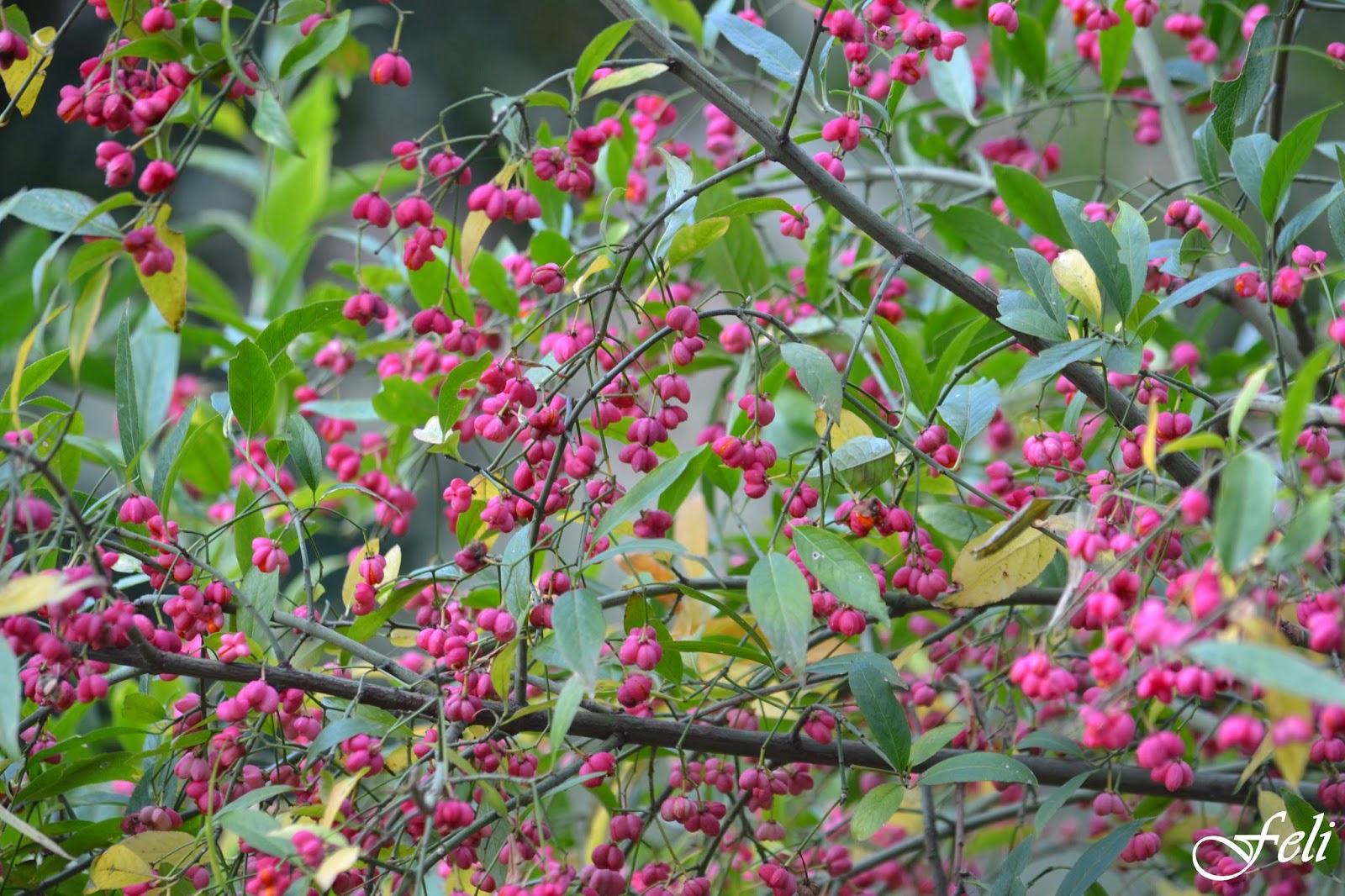 El objetivo de Feli: Euonymus europaeus