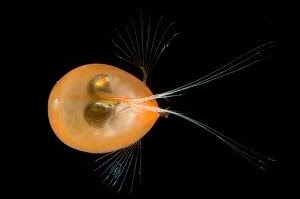 Arthropoda ~ Dunia Hewan