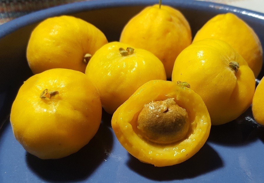 Uvaia | Fruta nativa da Mata Atlântica