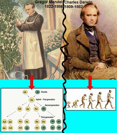 Dig Deeper: Creation Moment 4/20/2017 - Mendel {Genetics} vs. Darwin {Evolution}