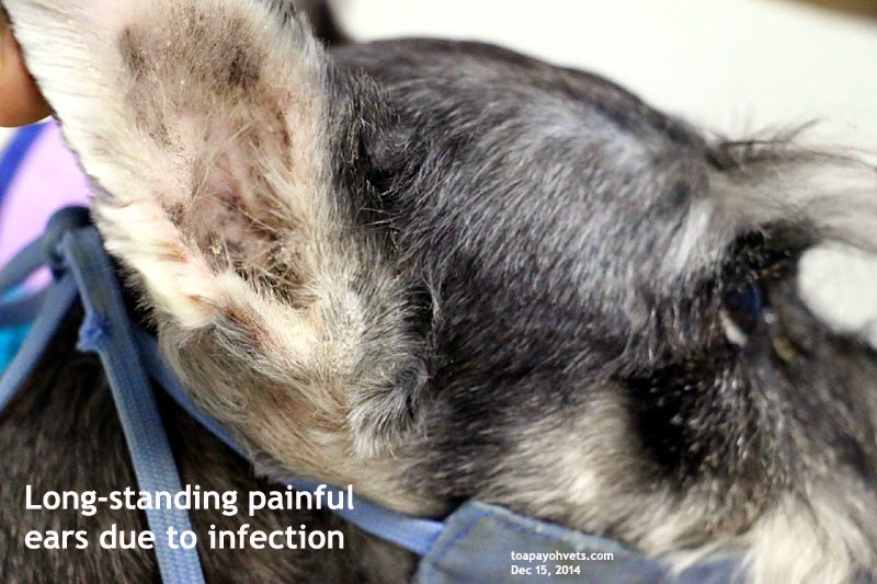 Veterinary, Photography and Travel Stories for vet students and pet ...