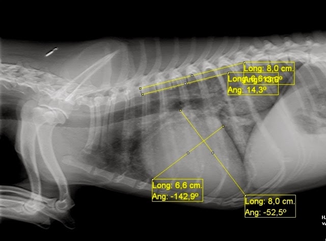 CENTRO VETERINARIO ALJARAFE NORTE: TAMAÑO DEL CORAZÓN EN EL PERRO