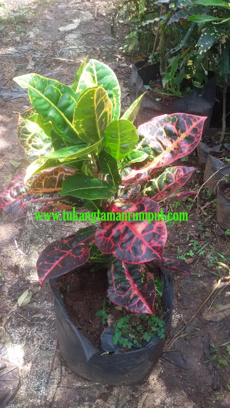 23+ Gambar Bunga Puring - Gambar Bunga Indah