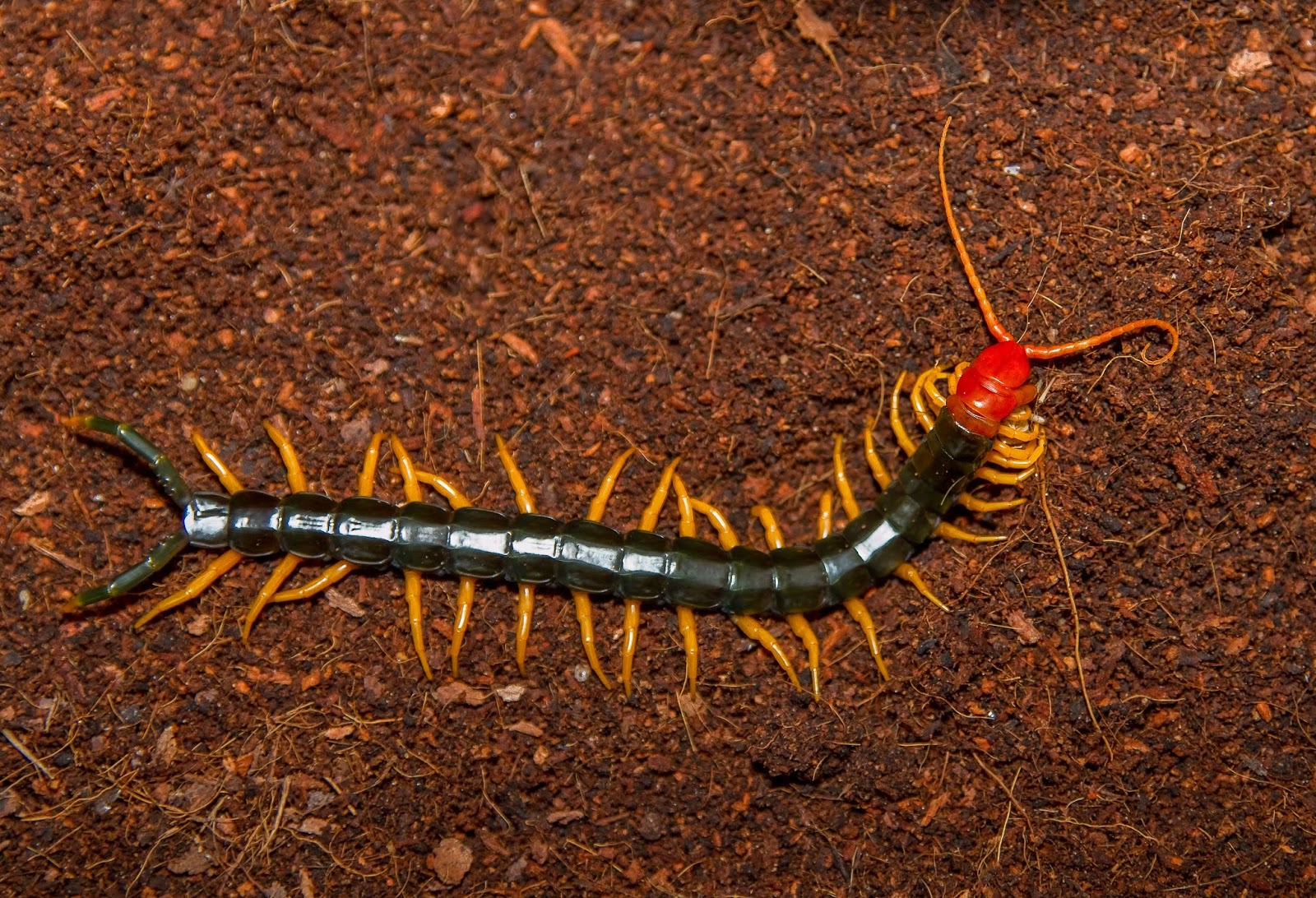 NatureWatch: Poisonous or Venomous?